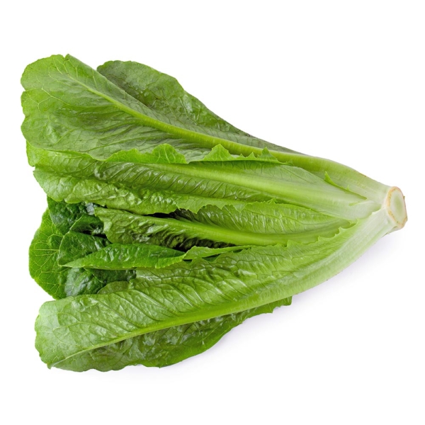 Lechuga Romana - DELAMASIA